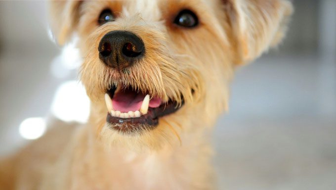 ¿Tiene su perro una infección dental? Aquí hay 4 señales posibles ...